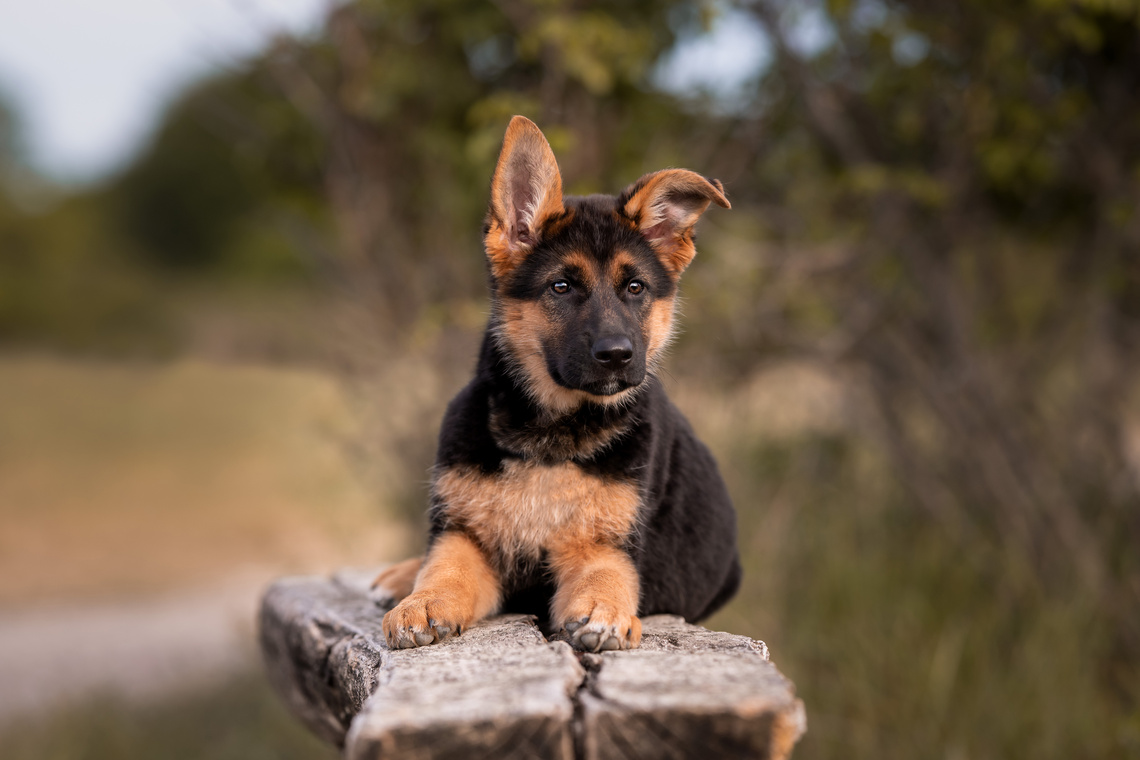 Altdeutsch Schäferhund: Caractère, origines, Prix et Entretien - Chien ...