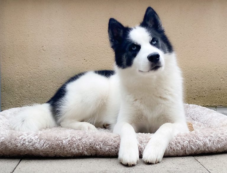 Samsky : Origines, Caractère, Prix et Santé - Chien Conseils