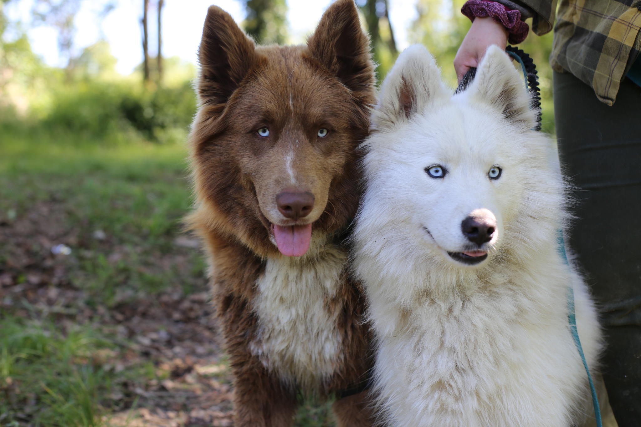 Samsky : Origines, Caractère, Prix et Santé - Chien Conseils
