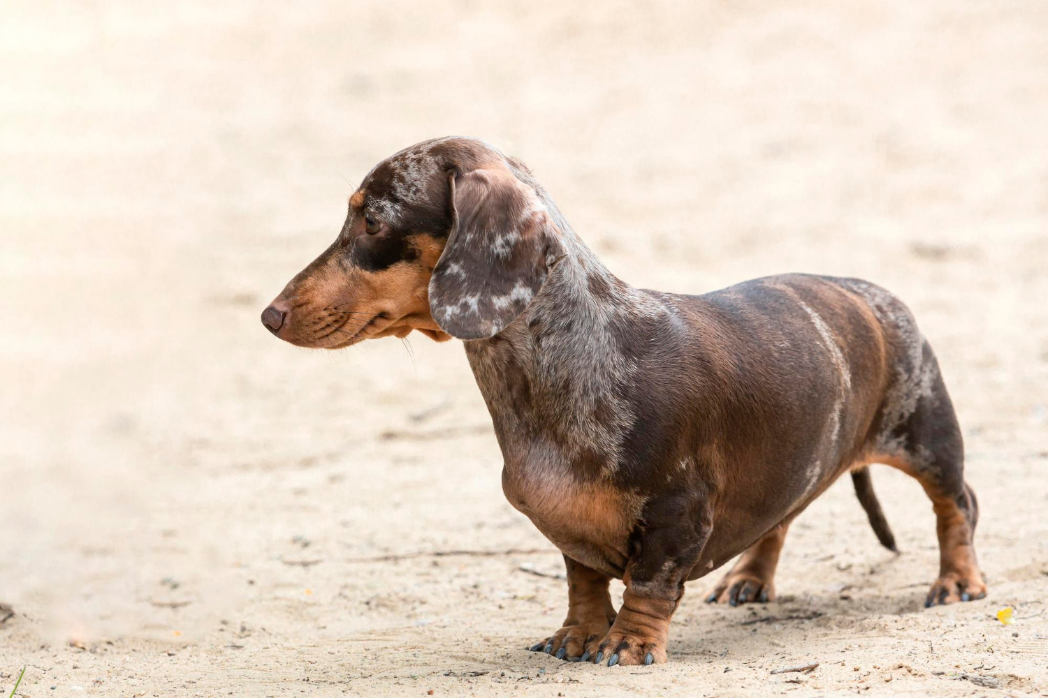 Teckel Arlequin : Caractère, Origines, Prix et Entretien - Chien Conseils