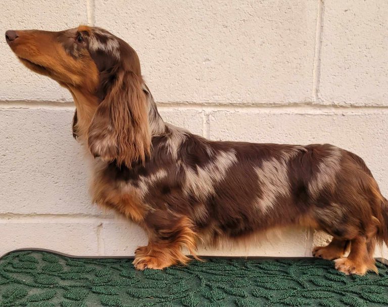 Teckel Arlequin : Caractère, Origines, Prix et Entretien - Chien Conseils