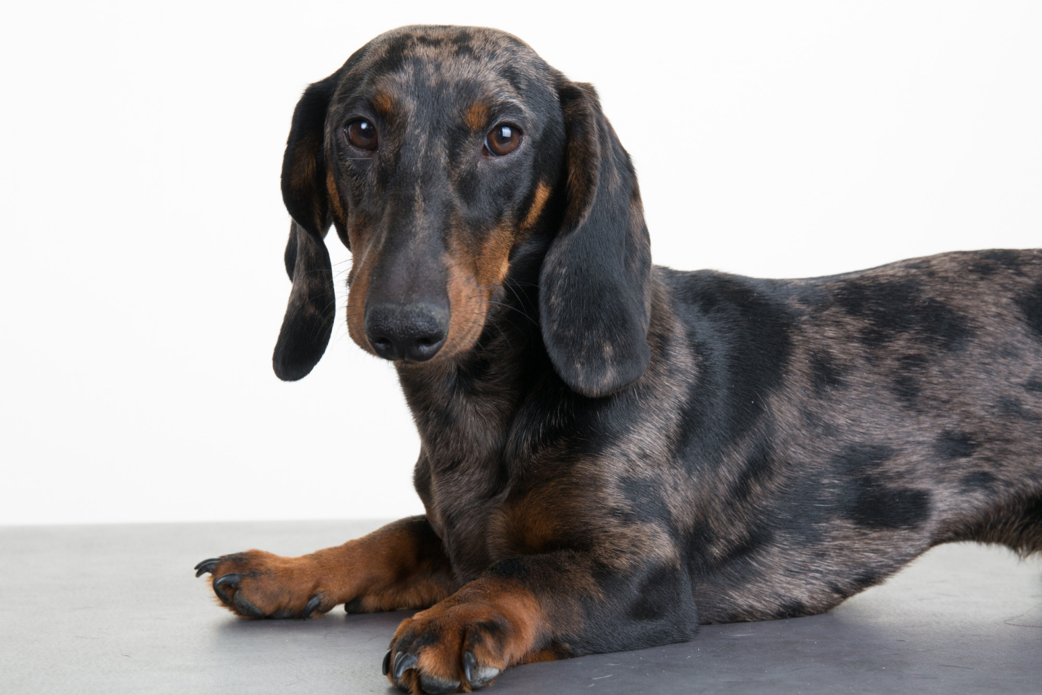 Teckel Arlequin : Caractère, Origines, Prix et Entretien - Chien Conseils