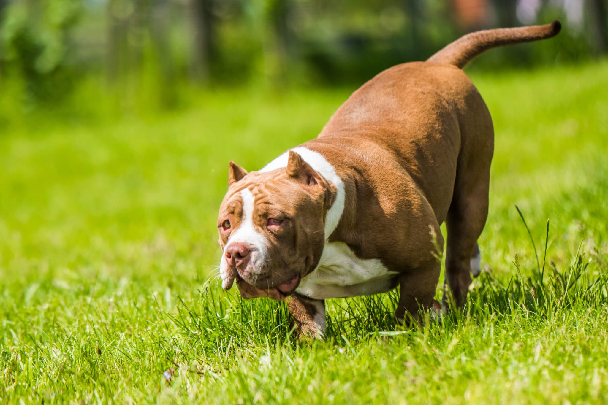 American Bully Pocket : Le colosse miniature qui fait fondre les cœurs ...