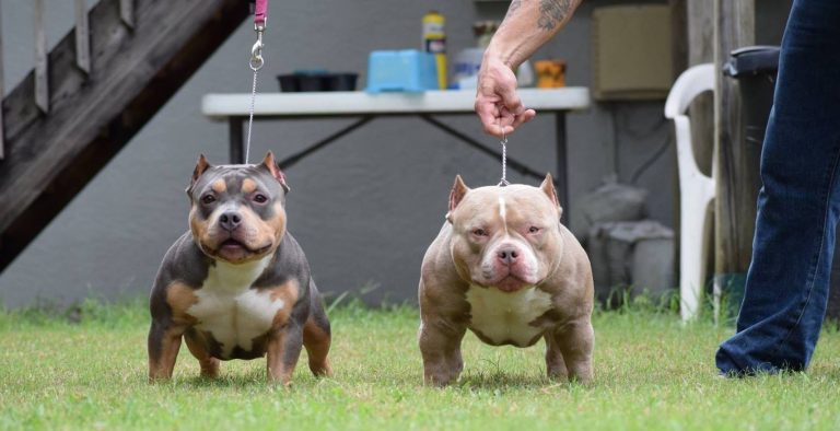 American Bully Pocket : Le colosse miniature qui fait fondre les cœurs ...