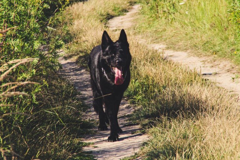 Berger allemand noir : Caractère, prix, élevage et conseils - Chien ...