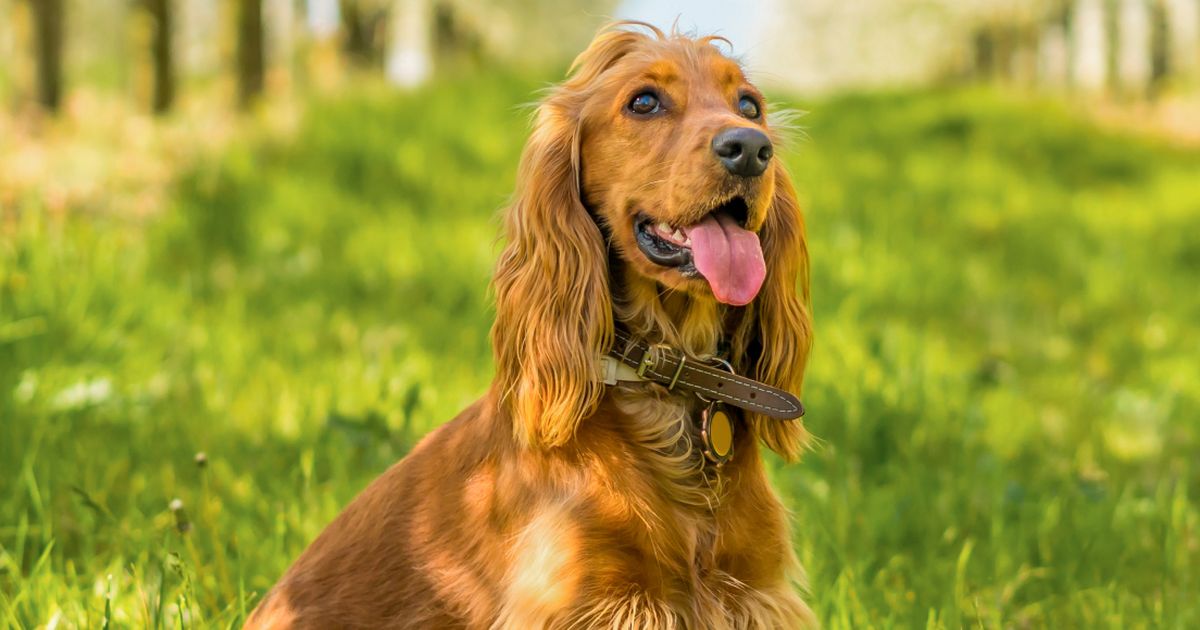 Top 7 des Races de chien aux longues oreilles - Chien Conseils