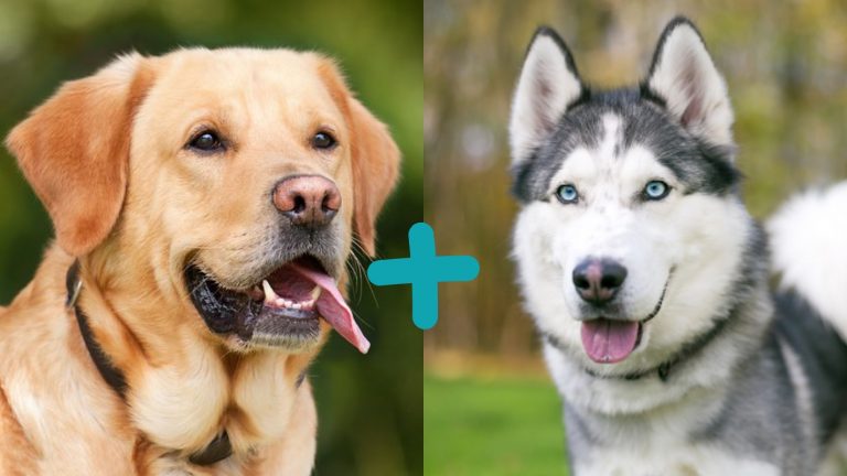 Labrador croisé Husky : Caractère, éducation, santé, prix - Chien Conseils