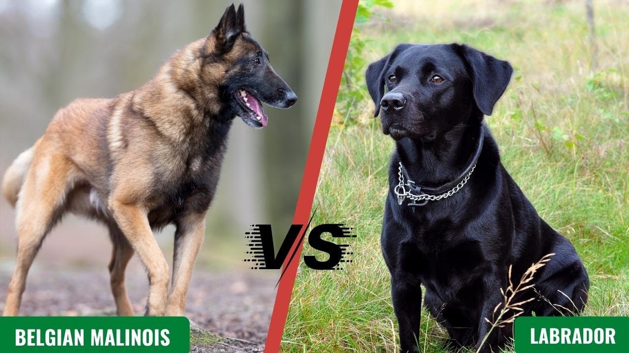 Labrador croisé Malinois : Ce qu’il faut savoir sur ce mélange - Chien ...