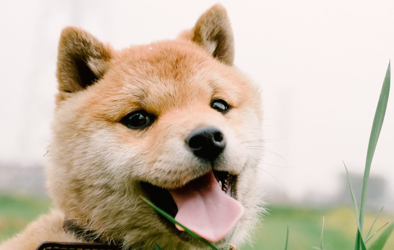Shiba Inu Nain : Caractère, soins, Prix et Élevages en France - Chien ...