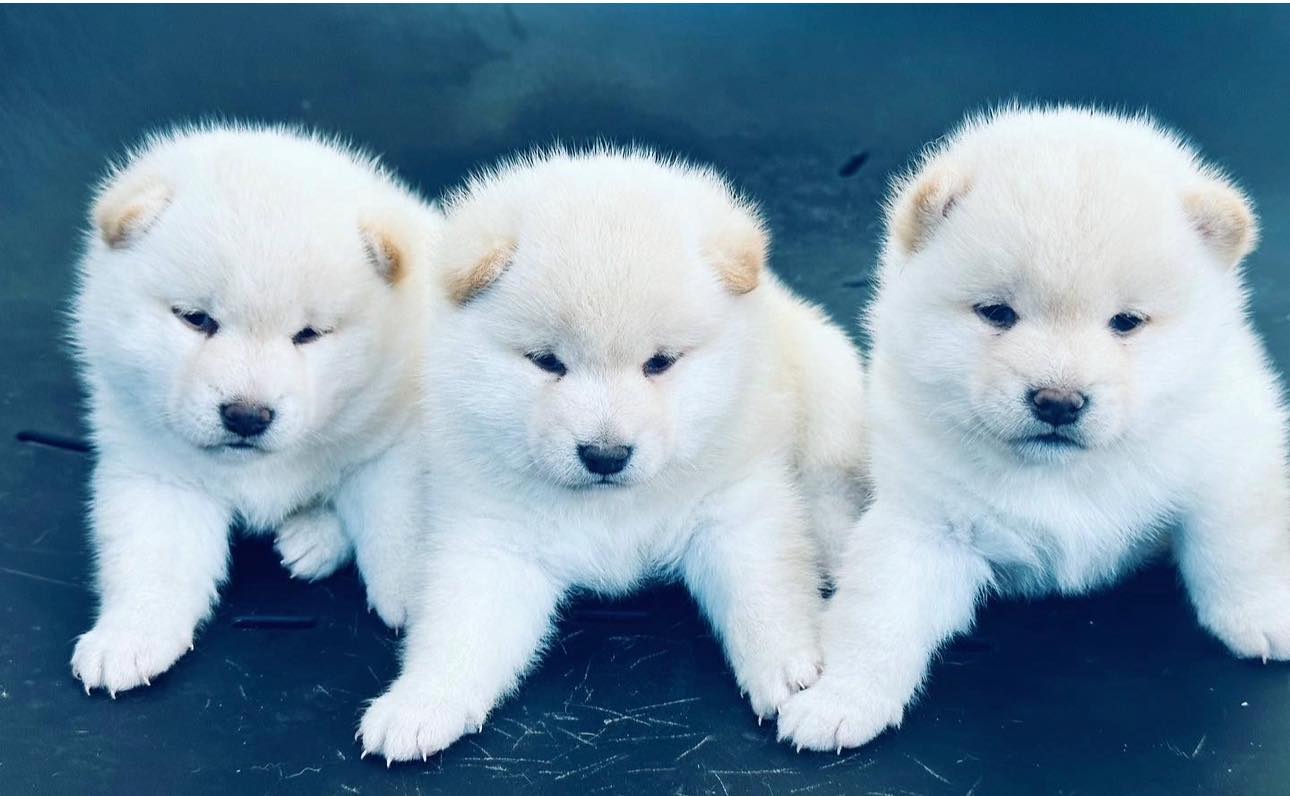 Shiba Inu Nain : Caractère, soins, Prix et Élevages en France - Chien ...