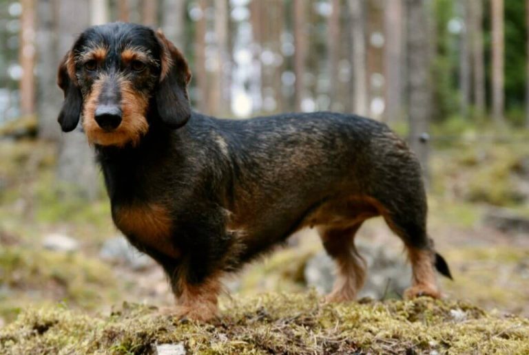 Teckel Kaninchen : Tout savoir sur le plus petit des teckels - Chien ...