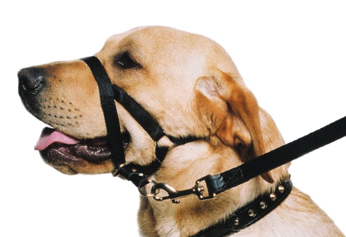 Licol pour chien : Atout éducatif ou danger ? - Chien Conseils