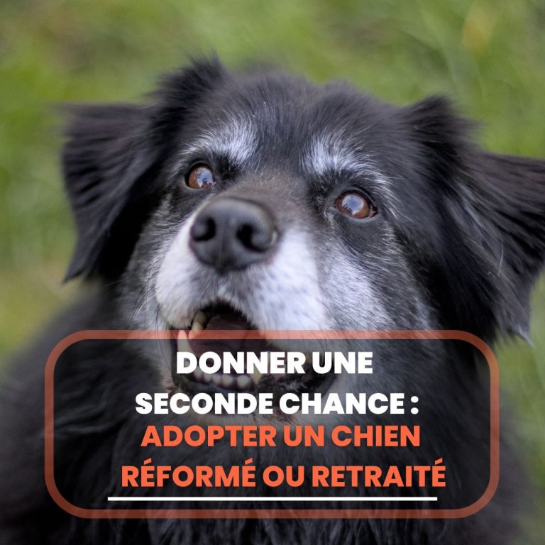 Chien Danois : Caractère, prix, éducation, entretien - Chien Conseils