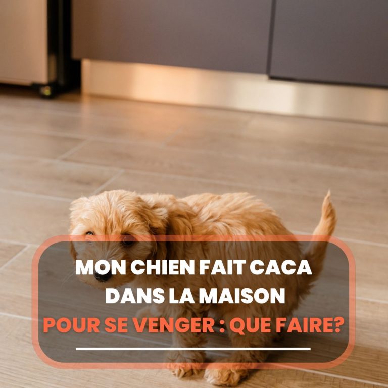 Quel est le prix d'un chien Boo (Spitz Nain)? - Chien Conseils