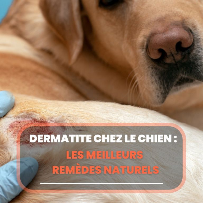Quel est le prix d'un chien Boo (Spitz Nain)? - Chien Conseils