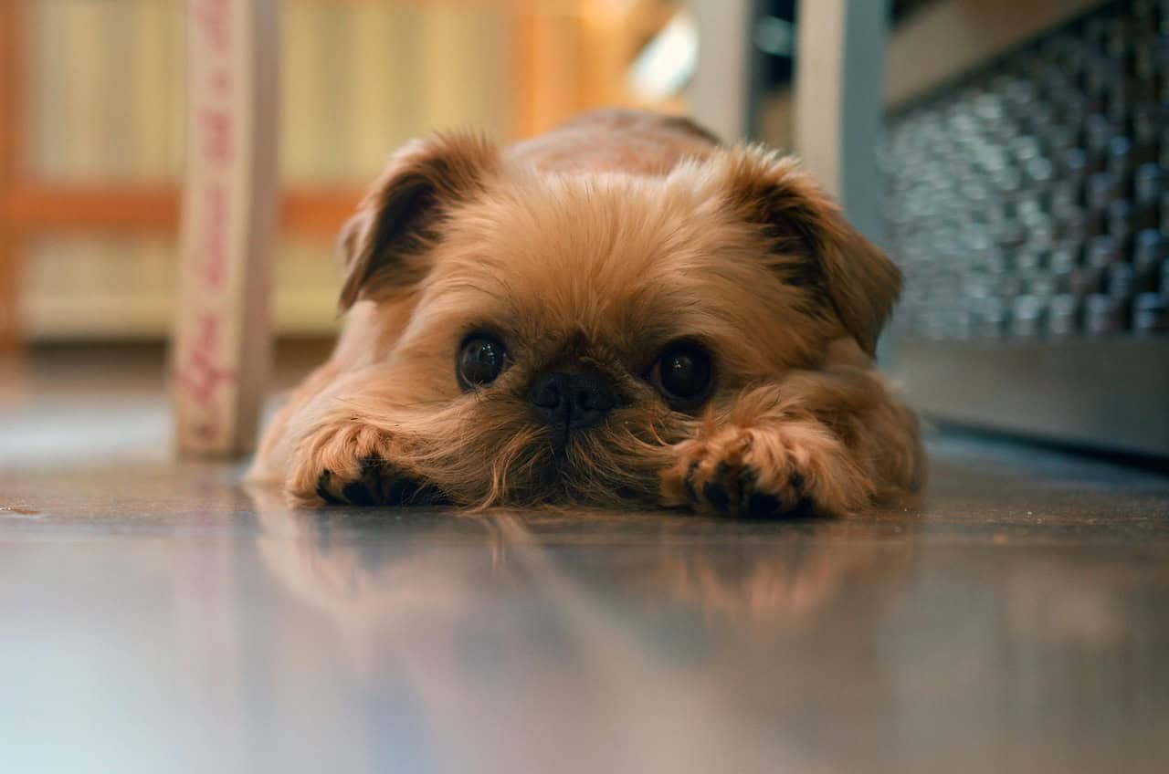 Chien griffon : races, caractéristiques et conseils pour mieux les ...