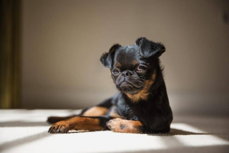 Chien griffon : races, caractéristiques et conseils pour mieux les ...