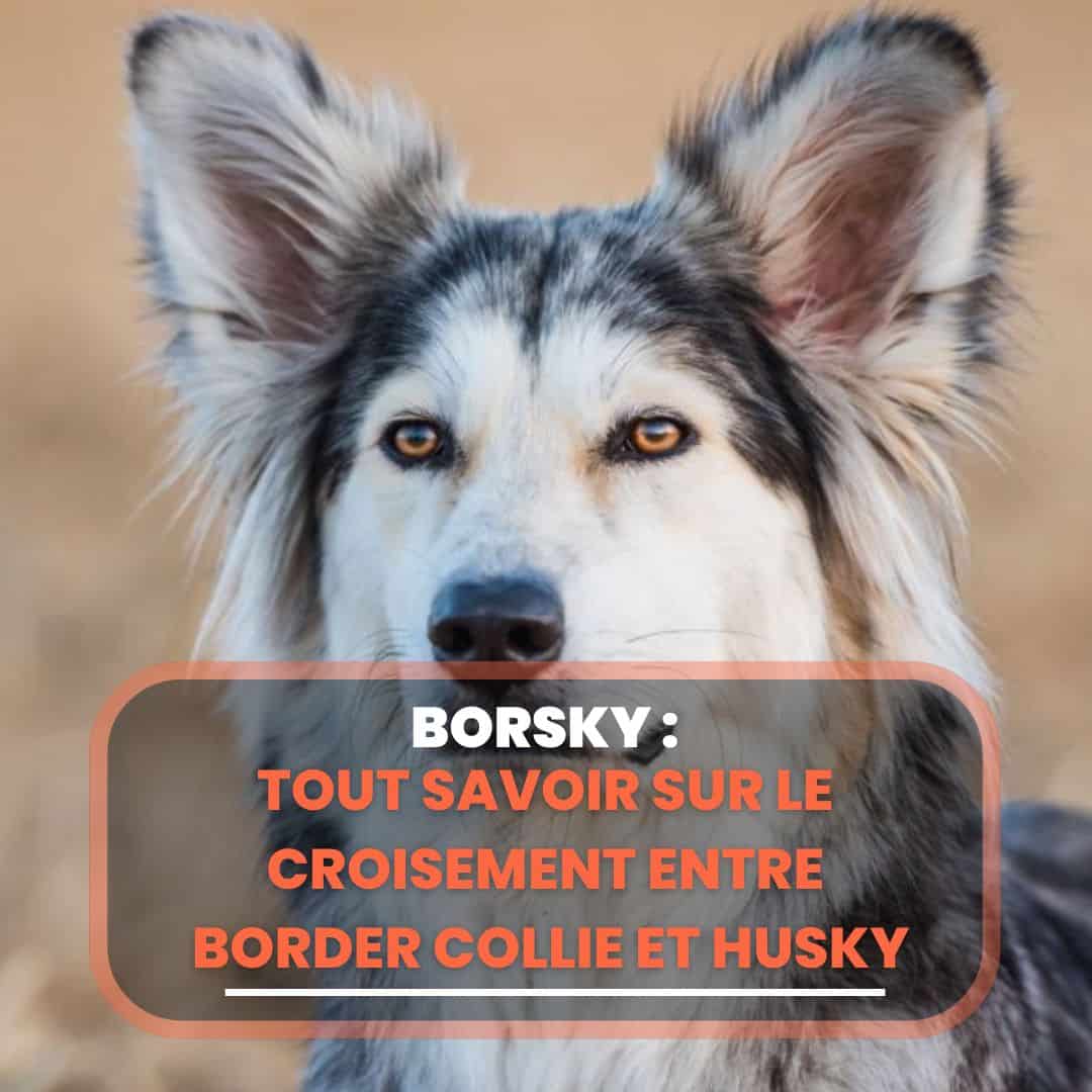 Borsky : Tout savoir sur le croisement entre Border Collie et Husky ...