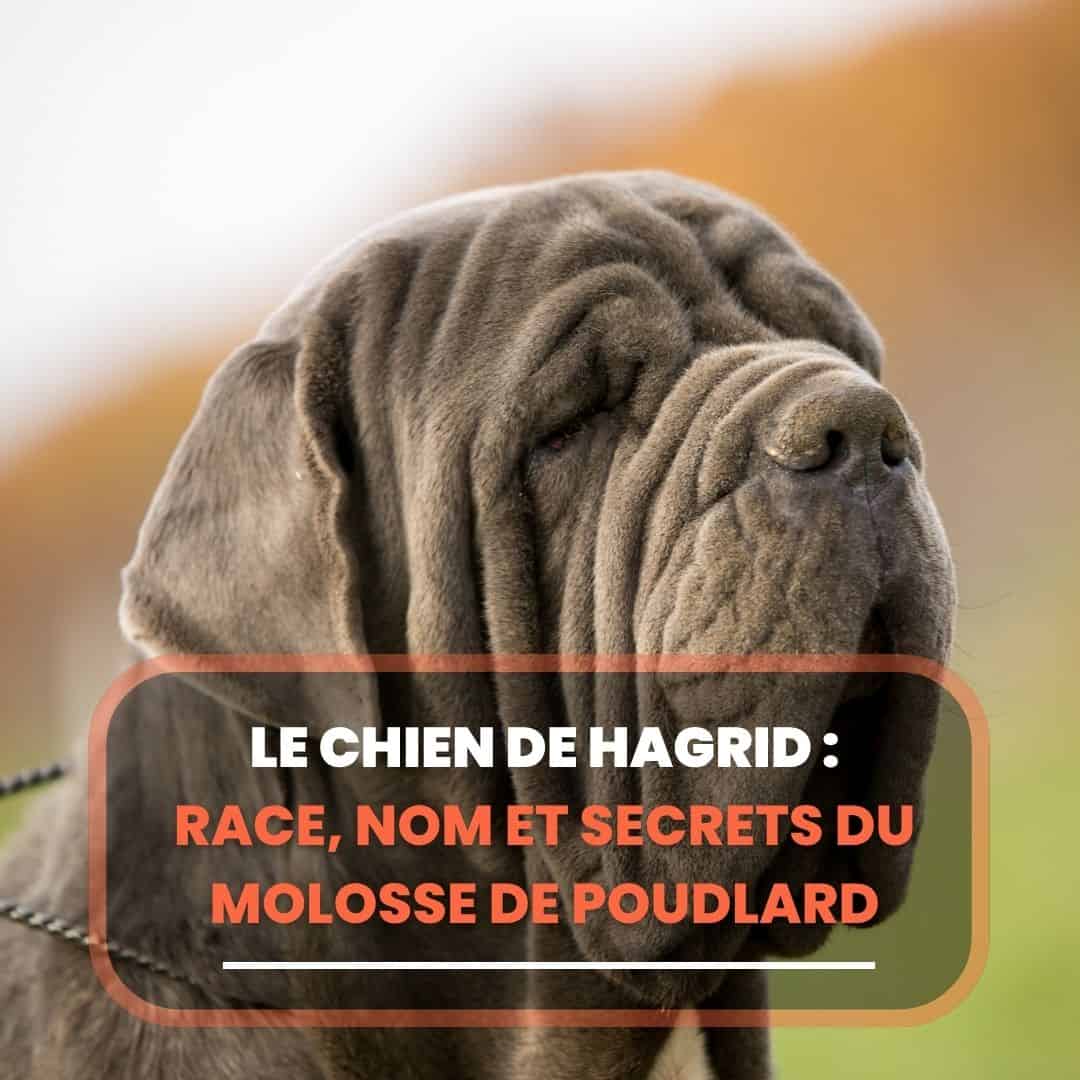 Le chien de Hagrid : Race, nom et secrets du plus grand molosse de ...