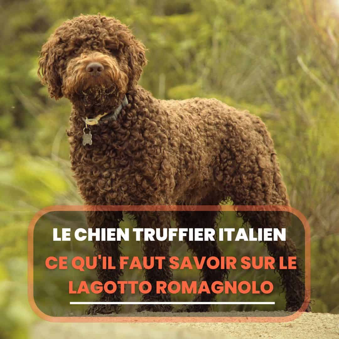 Le Chien Truffier Italien : Ce qu'il faut savoir sur le Lagotto ...