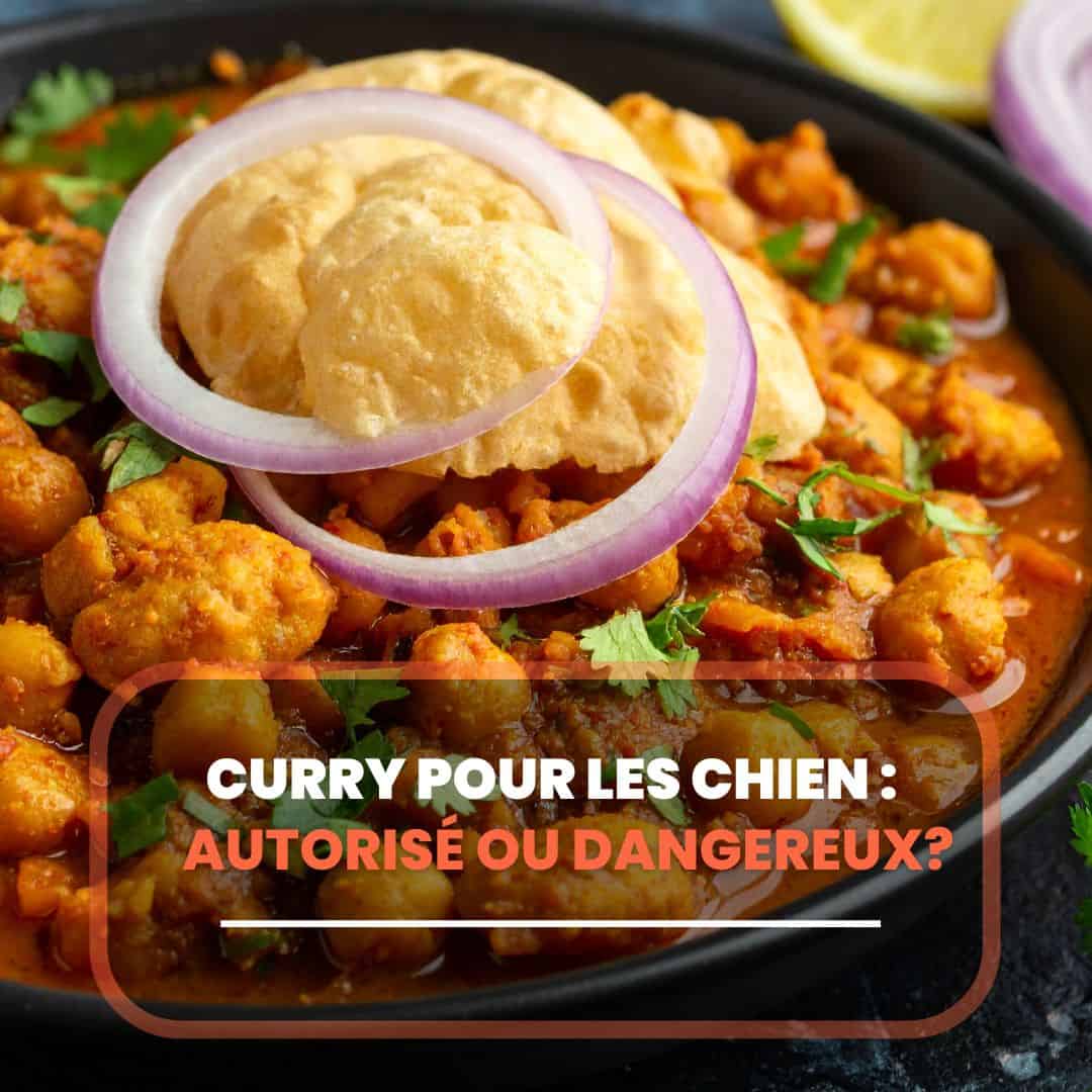 Curry pour les chien : Autorisé ou dangereux? - Chien Conseils