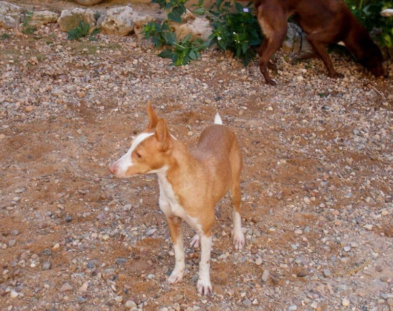 Le Podengo portugais : Un petit chasseur au grand cœur - Chien Conseils