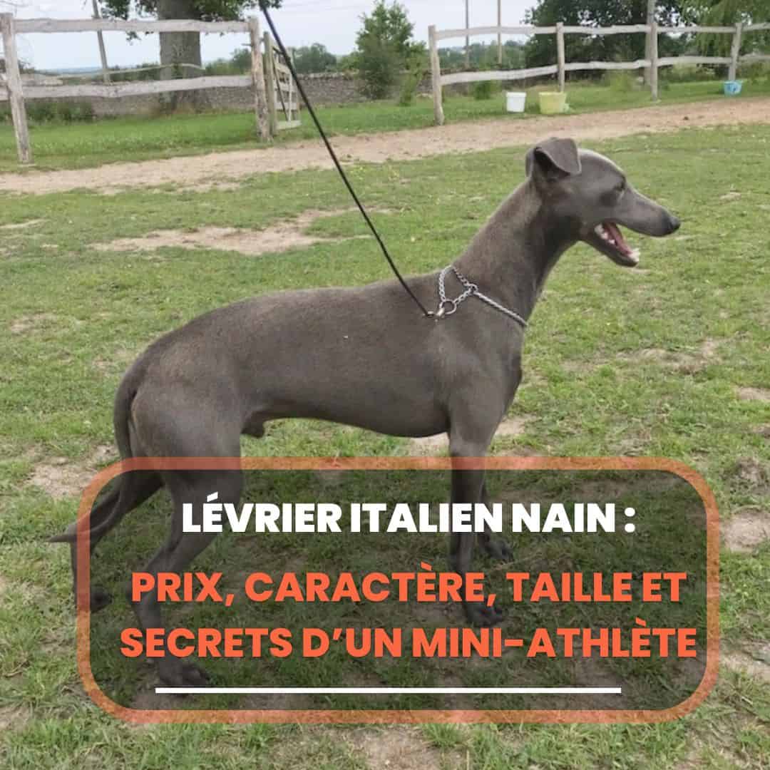 Lévrier italien nain : Prix, caractère, taille et secrets d’un mini ...