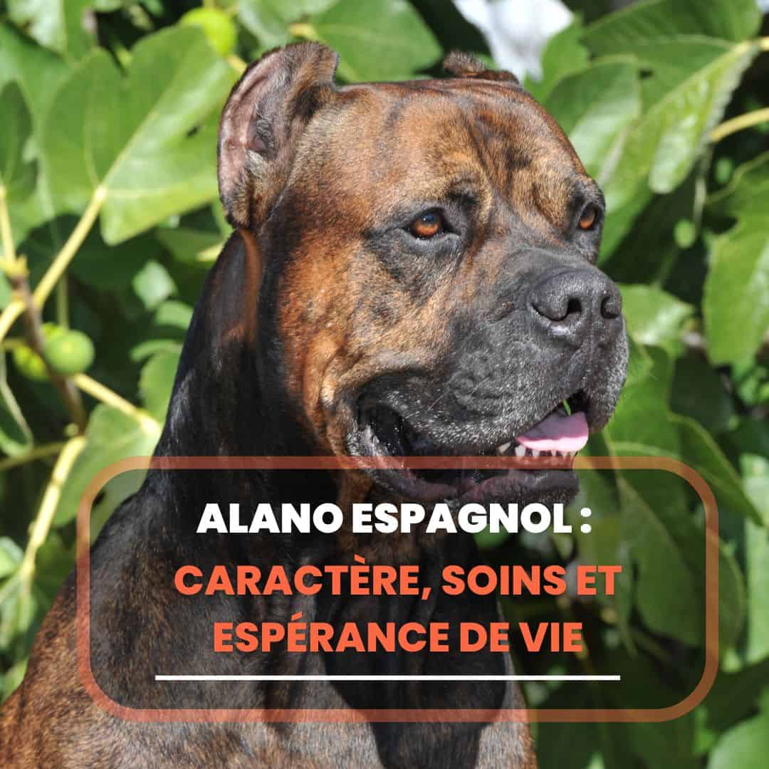 Alano Espagnol : Caractère, soins et espérance de vie - Chien Conseils