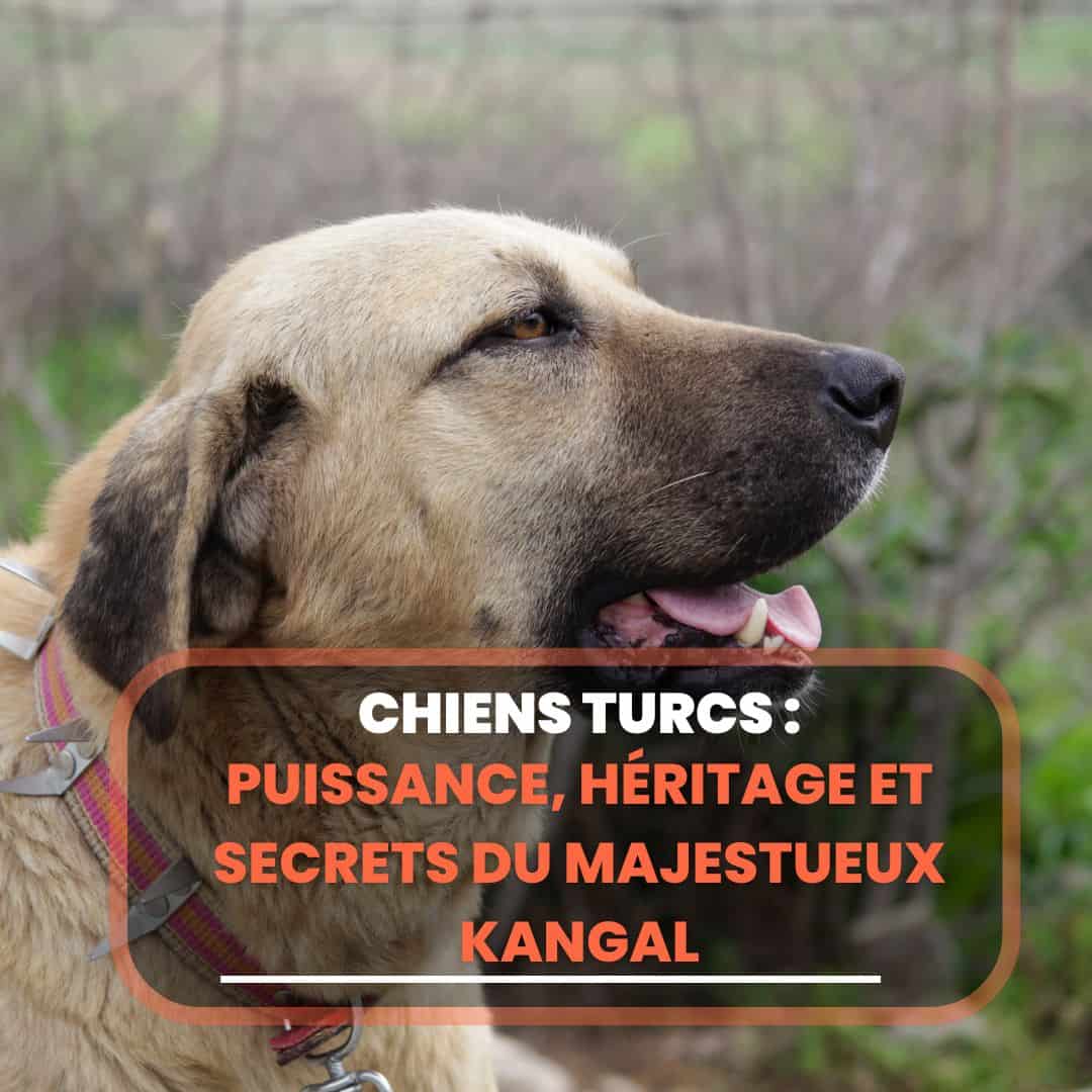 Chiens Turcs : Puissance, héritage et secrets du majestueux Kangal ...